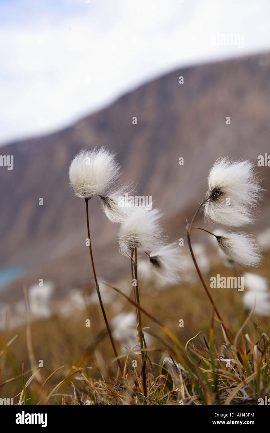 Wildflowers blowing in the wind Stock Photo - Alamy