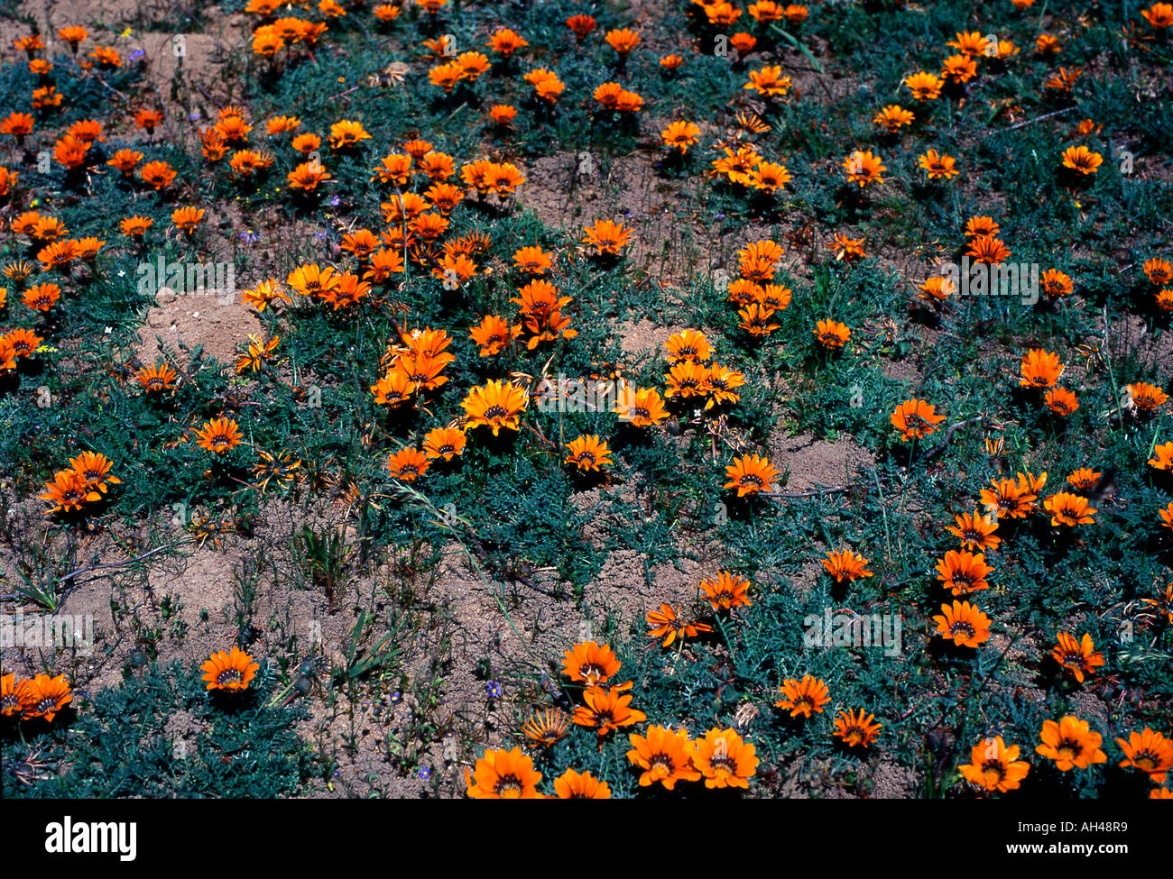 Cape Daisies in Namaqualand South Africa Stock Photo - Alamy