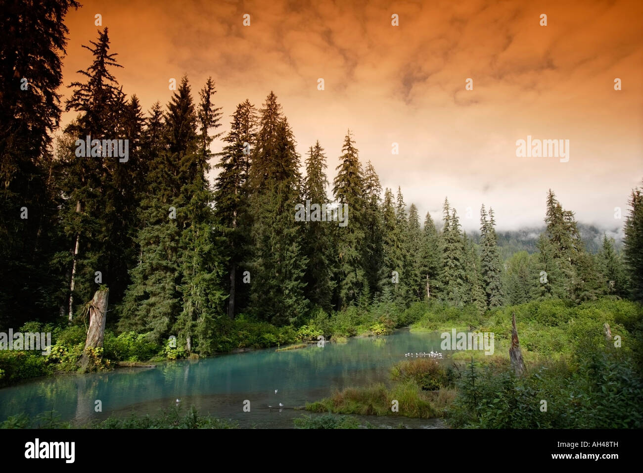 Pond in a forest Stock Photo - Alamy