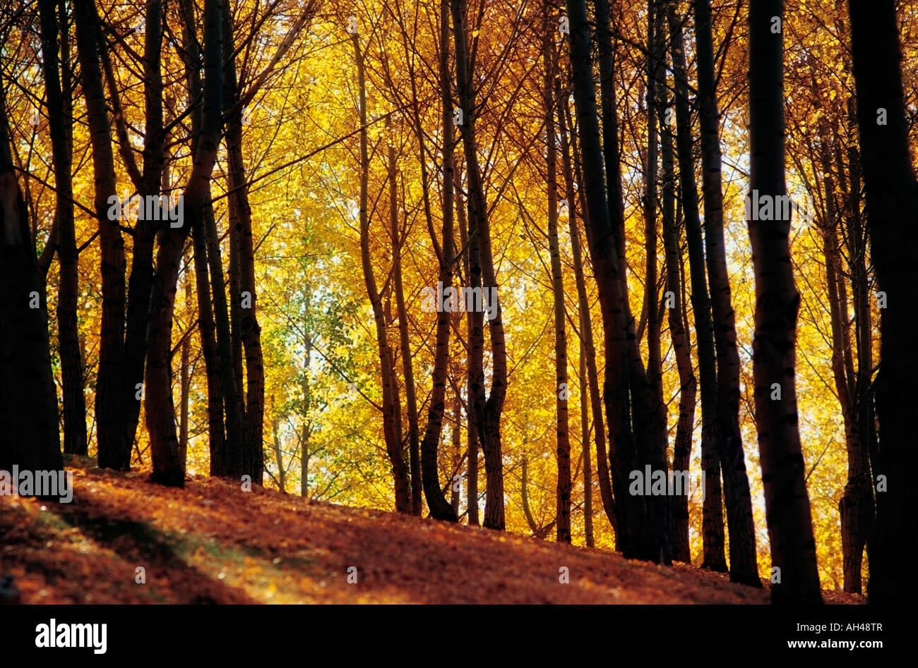 A forest in the fall Stock Photo - Alamy