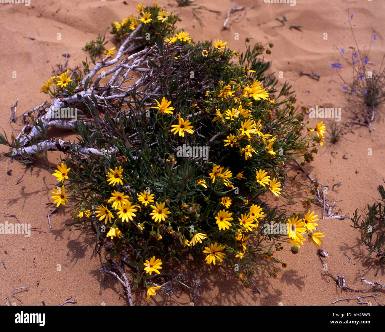 A bush of daisies flowers in the South African spring Stock Photo - Alamy
