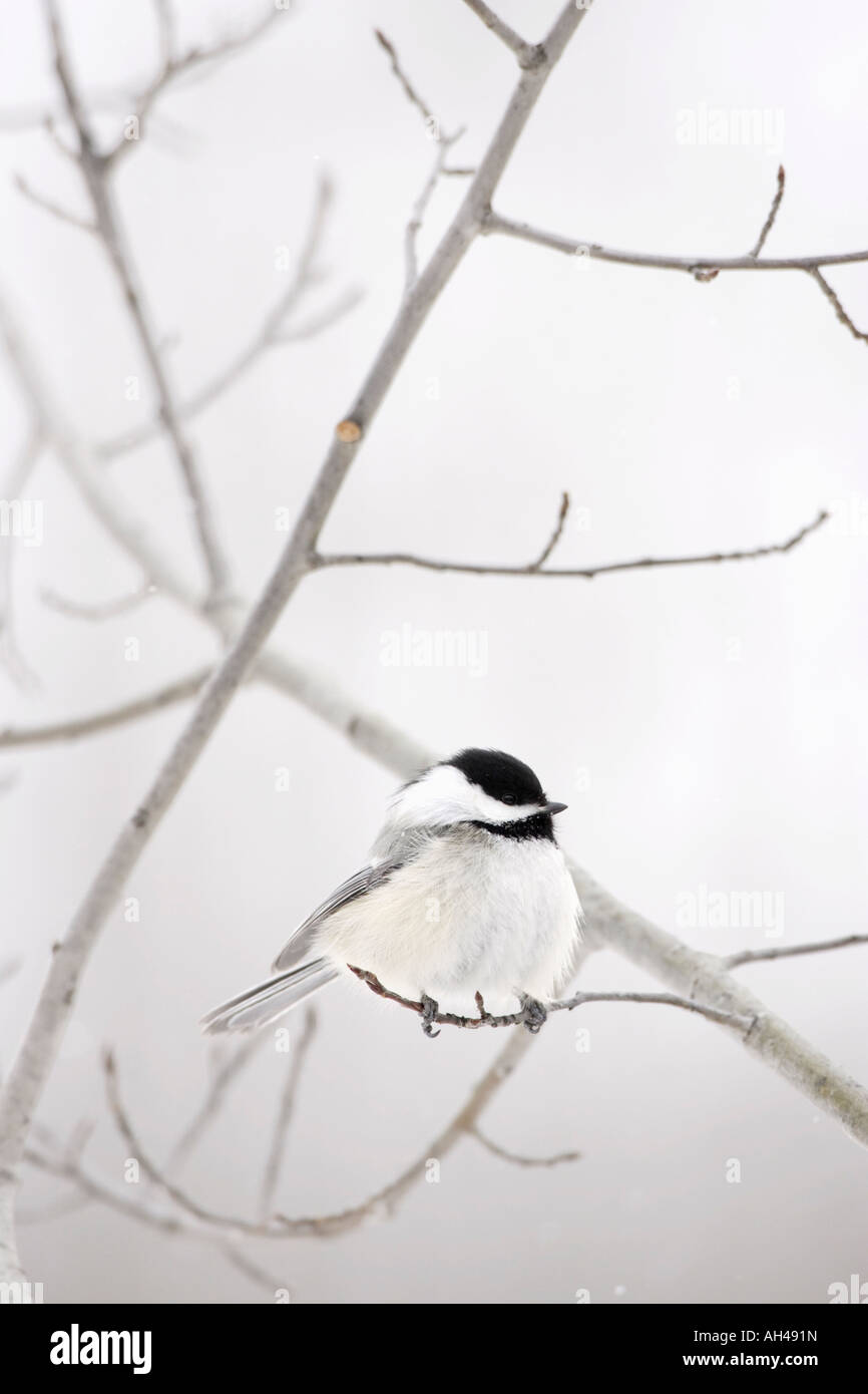 Bird on a branch Stock Photo - Alamy