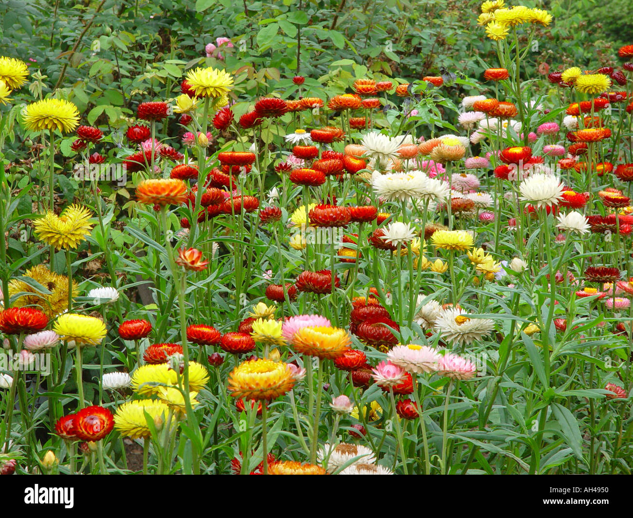 Bracteantha bracteata Bright Bikinis series Everlasting flowers Stock ...