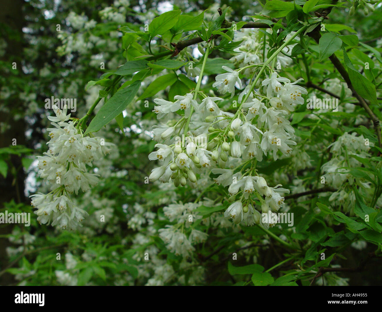 Chionanthus virginicus Garden summer flowering shrub The Fringe Tree ...