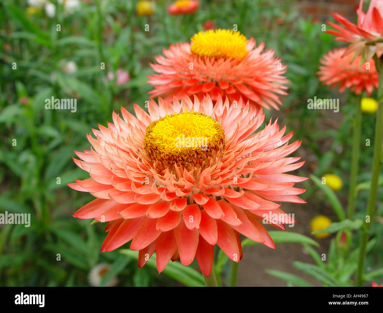 Bracteantha bracteata hi-res stock photography and images - Alamy