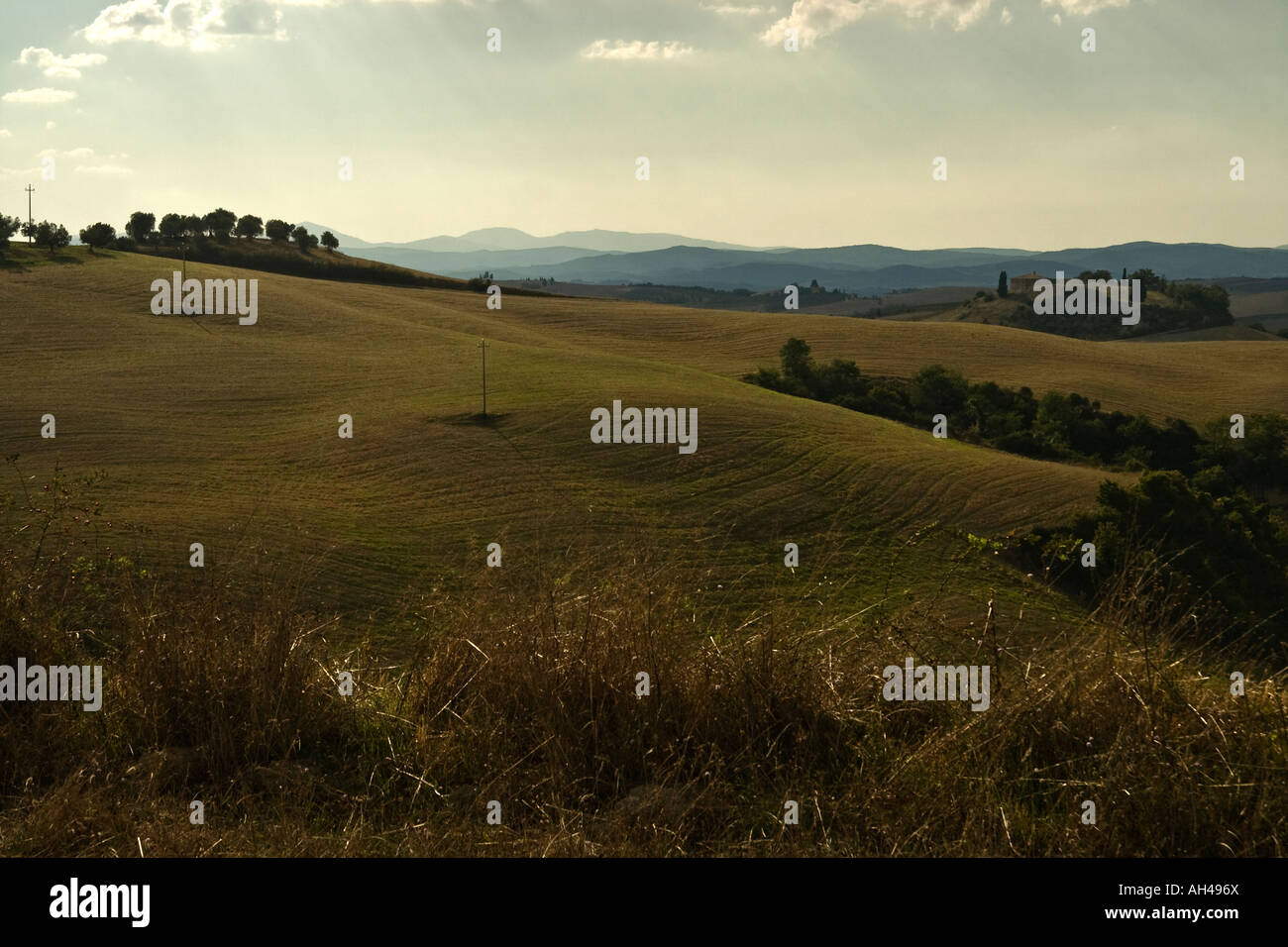 Undulating farm land in late afternoon sun, Pienza, Tuscany, Italy ...