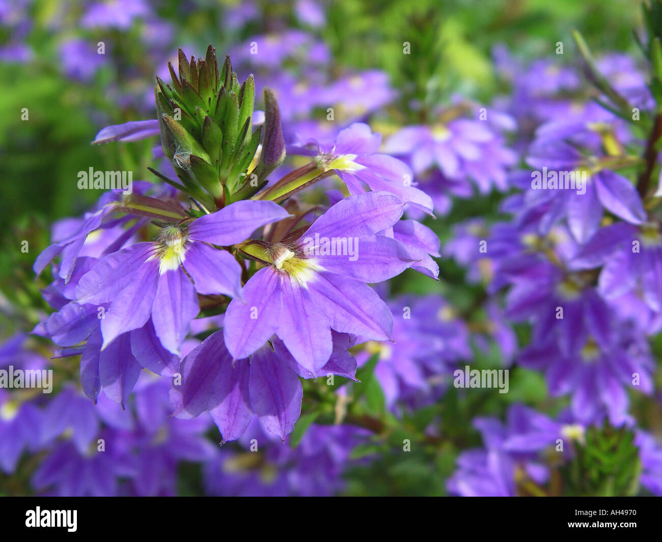 Scaevola aemula blue mauve Tender trailing perennial Stock Photo - Alamy