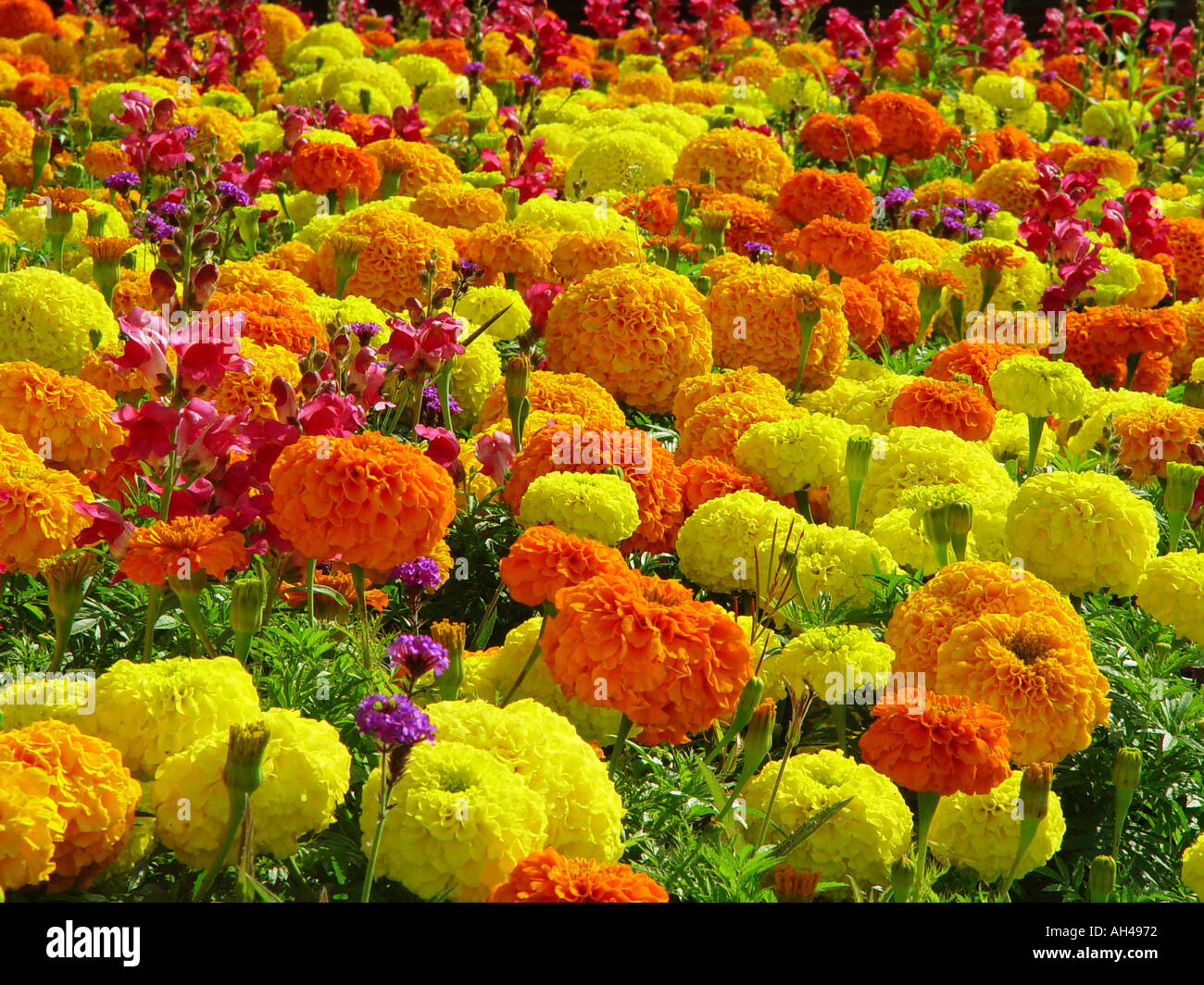 Double border hi-res stock photography and images - Alamy