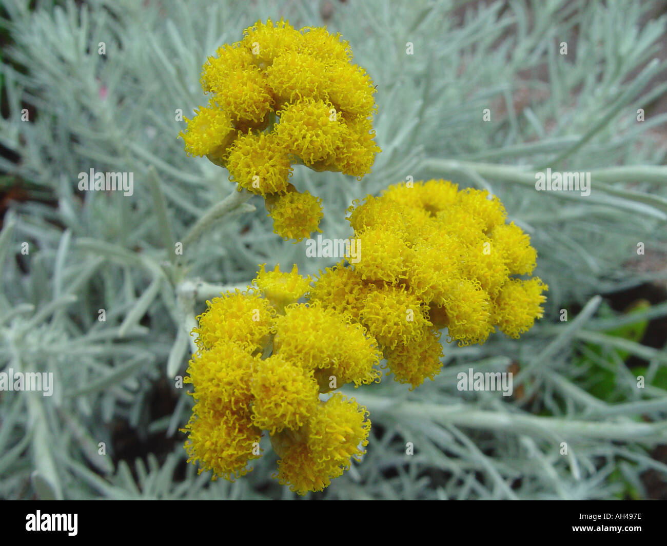 Helichrysum Curry Plant Piquant silver foliage on perennial Stock Photo ...