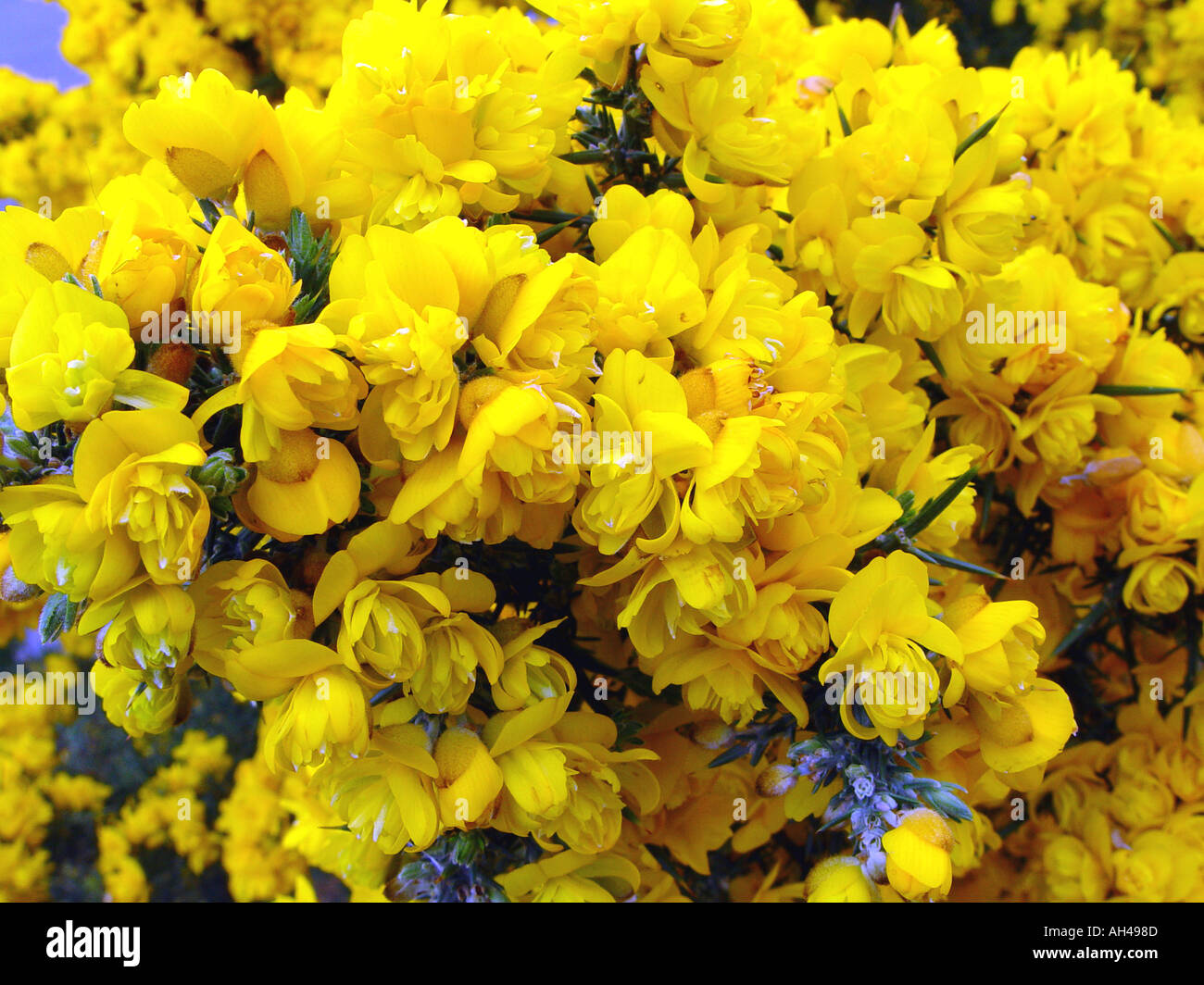 Double flowers hi-res stock photography and images - Alamy