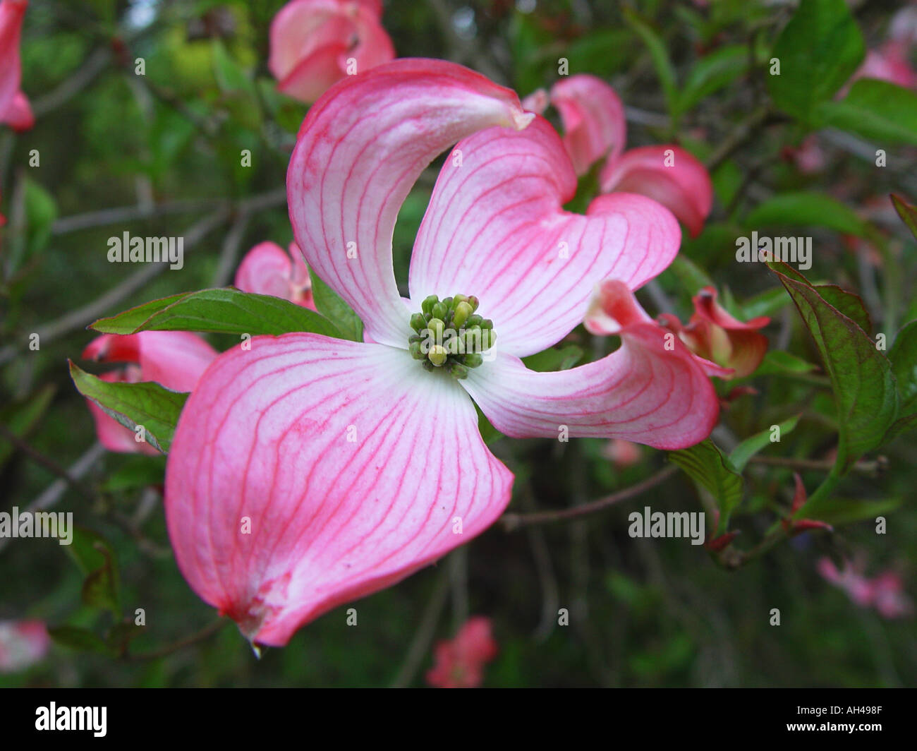 Cornus florida Rubra Flowering Dogwood Stock Photo - Alamy