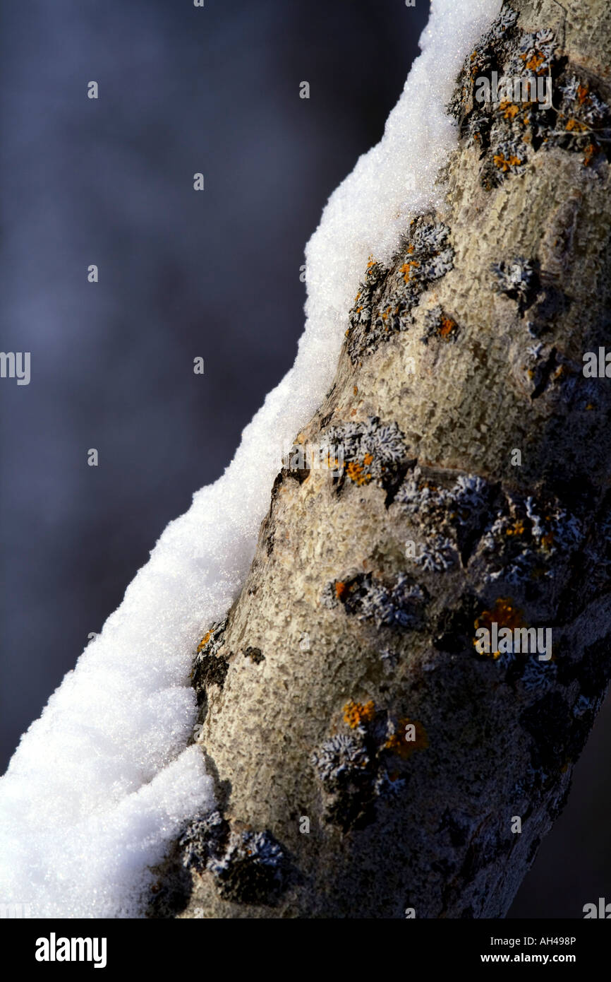 Tree trunk with snow on it Stock Photo - Alamy