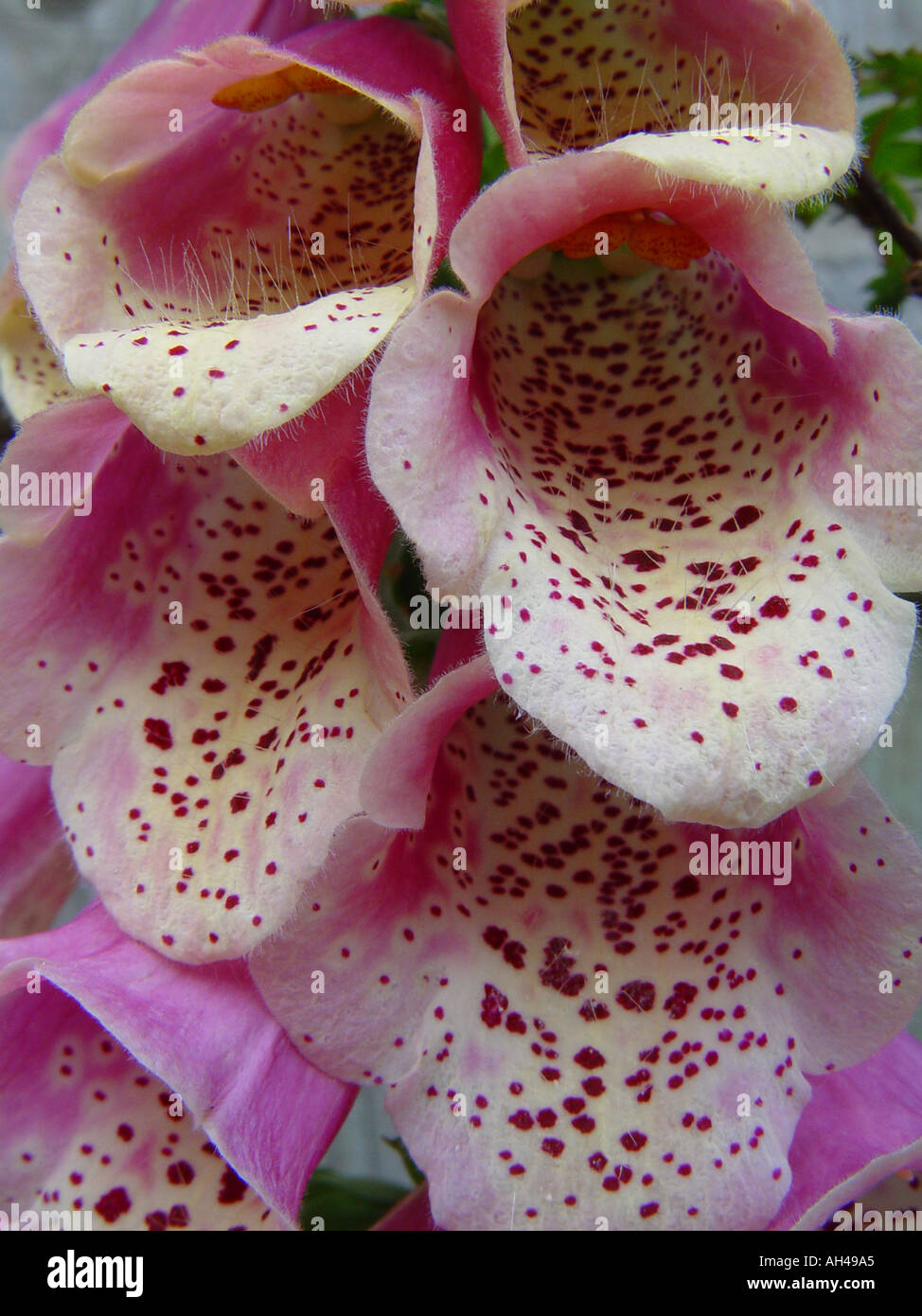 Digitalis purpurea purpureus Foxglove garden perennial biennial flower ...