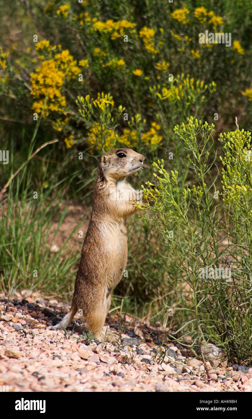 Endangered Utah prairie dog Cynomys parvidens standing Stock Photo - Alamy