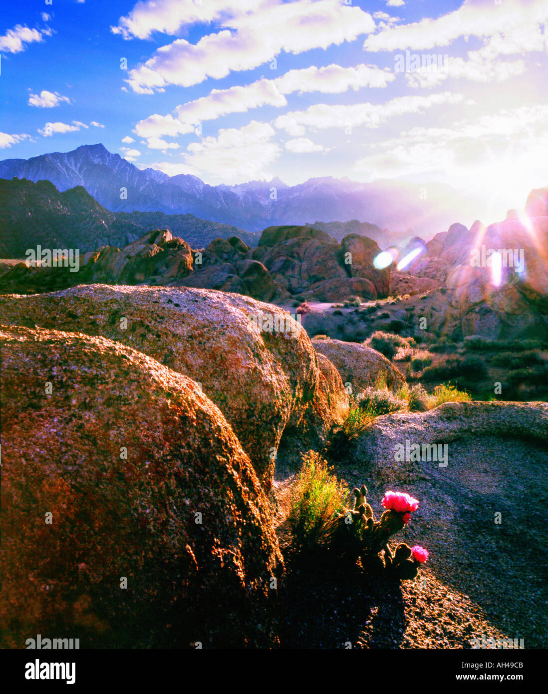 Blue crest cactus hi-res stock photography and images - Alamy