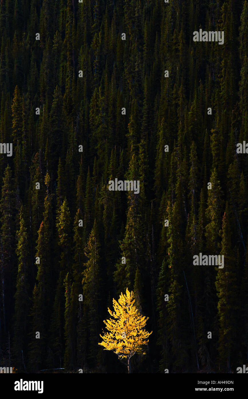 Yellow tree in green forest Stock Photo - Alamy