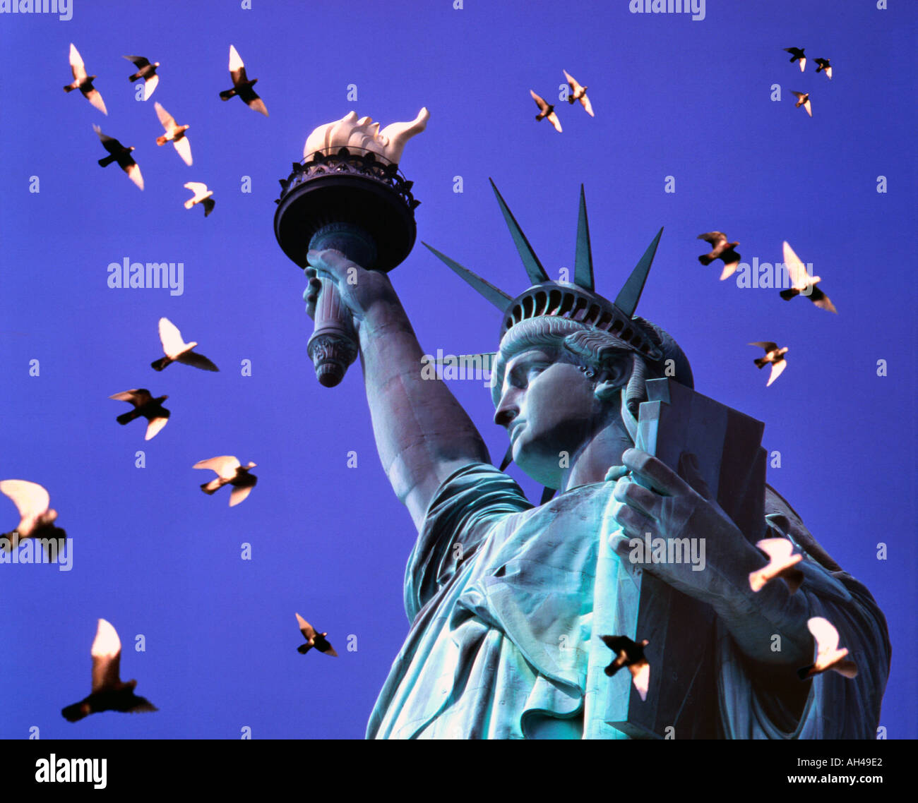 American hero birds hi-res stock photography and images - Alamy