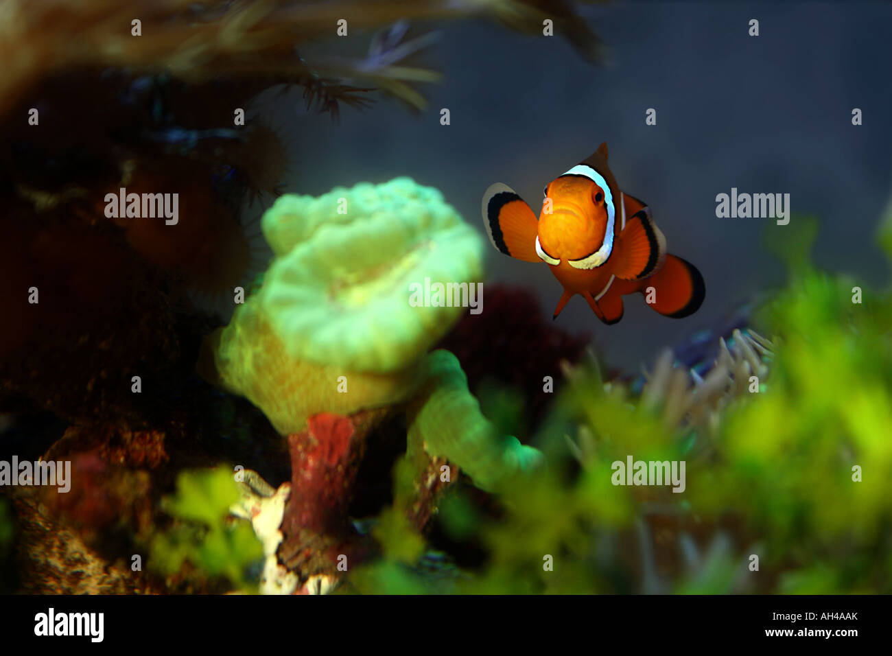 Clownfish hi-res stock photography and images - Alamy