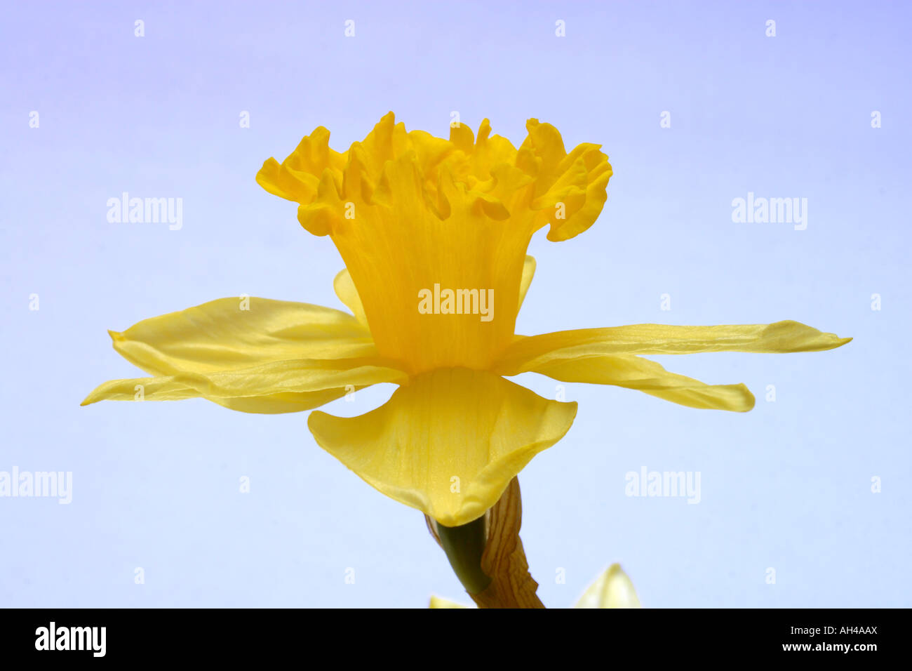 Daffodils growing indoors hi-res stock photography and images - Alamy