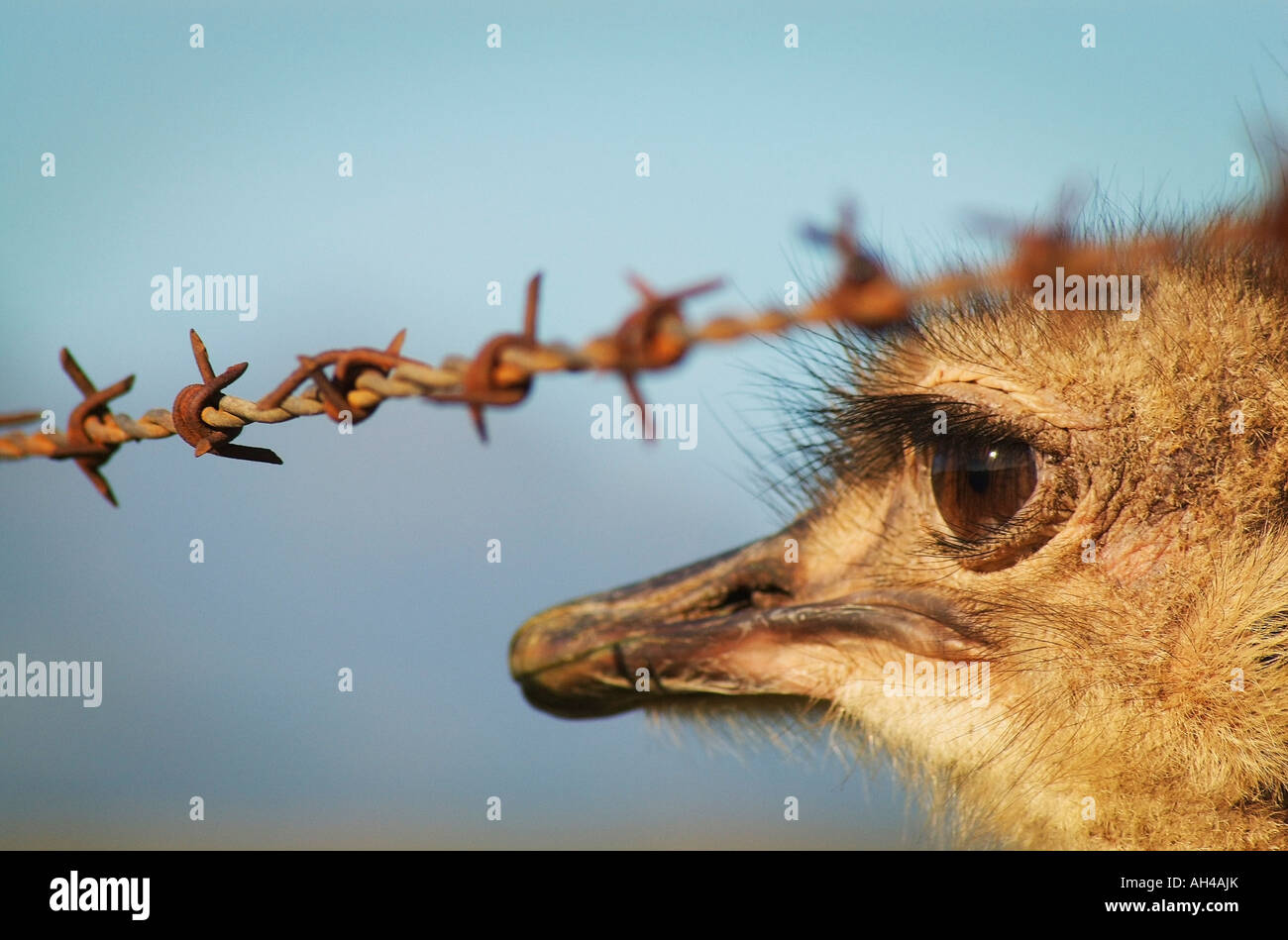 Close up of bird's face Stock Photo - Alamy