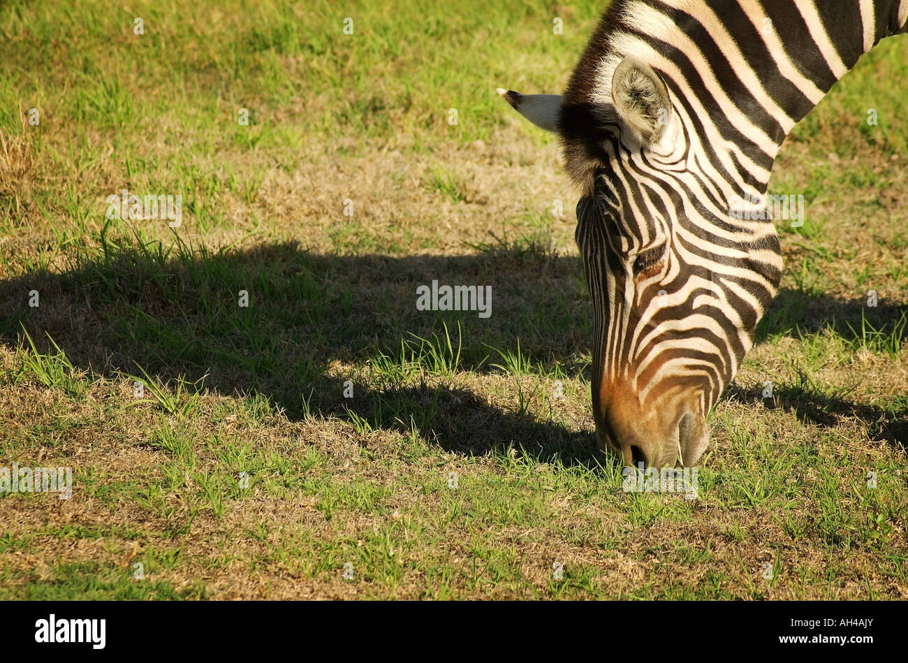 Zebra eating grass Stock Photo - Alamy
