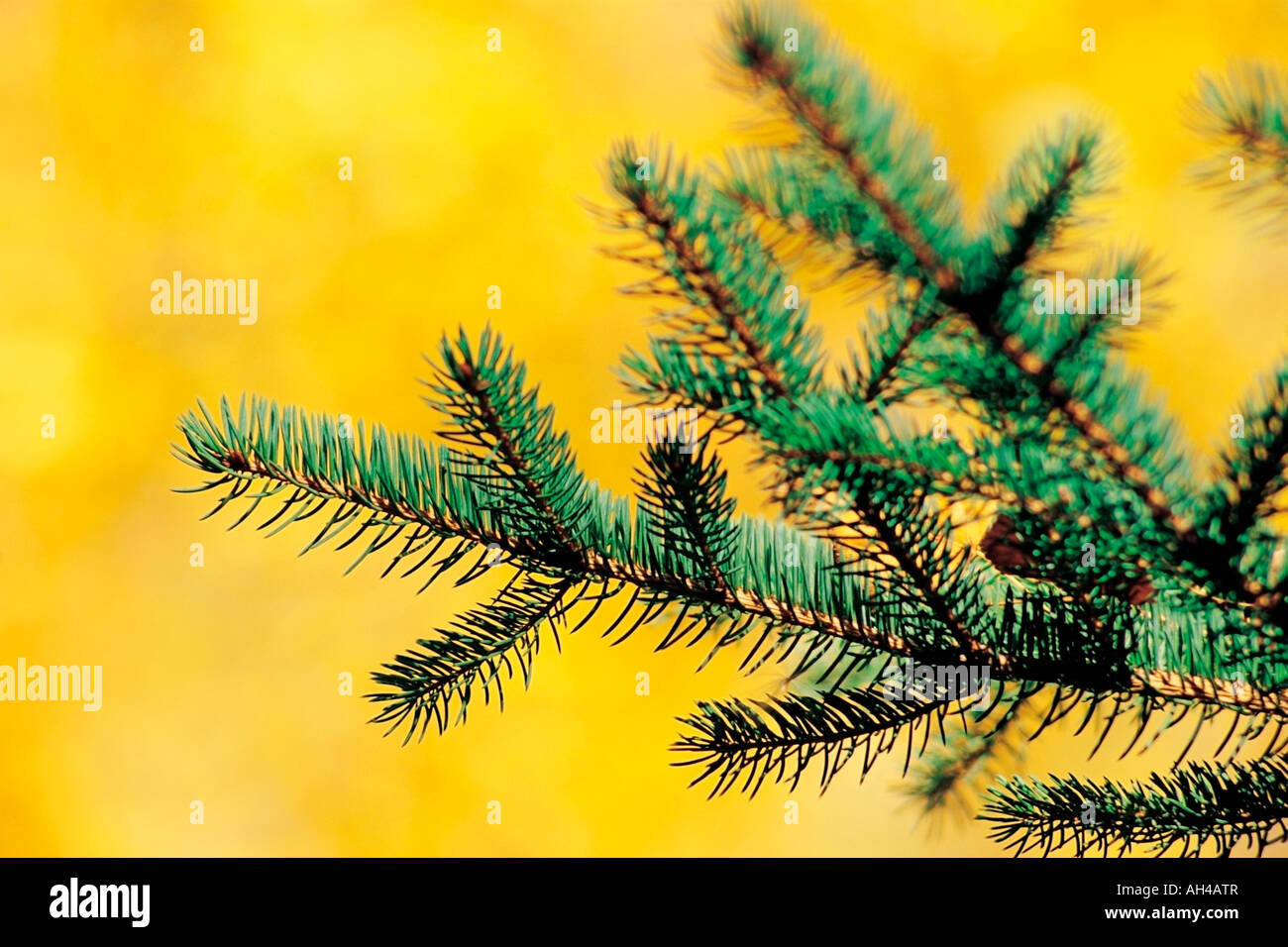 A close up of a spruce tree with yellow background Stock Photo - Alamy