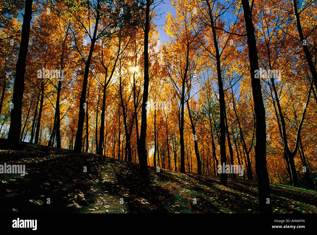 Tall trees in autumn Stock Photo - Alamy