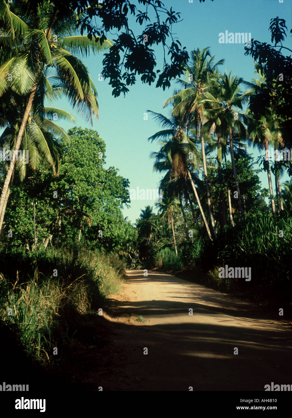 COCO PALMS SHIMONI ROAD KENYA AFRICA Stock Photo - Alamy