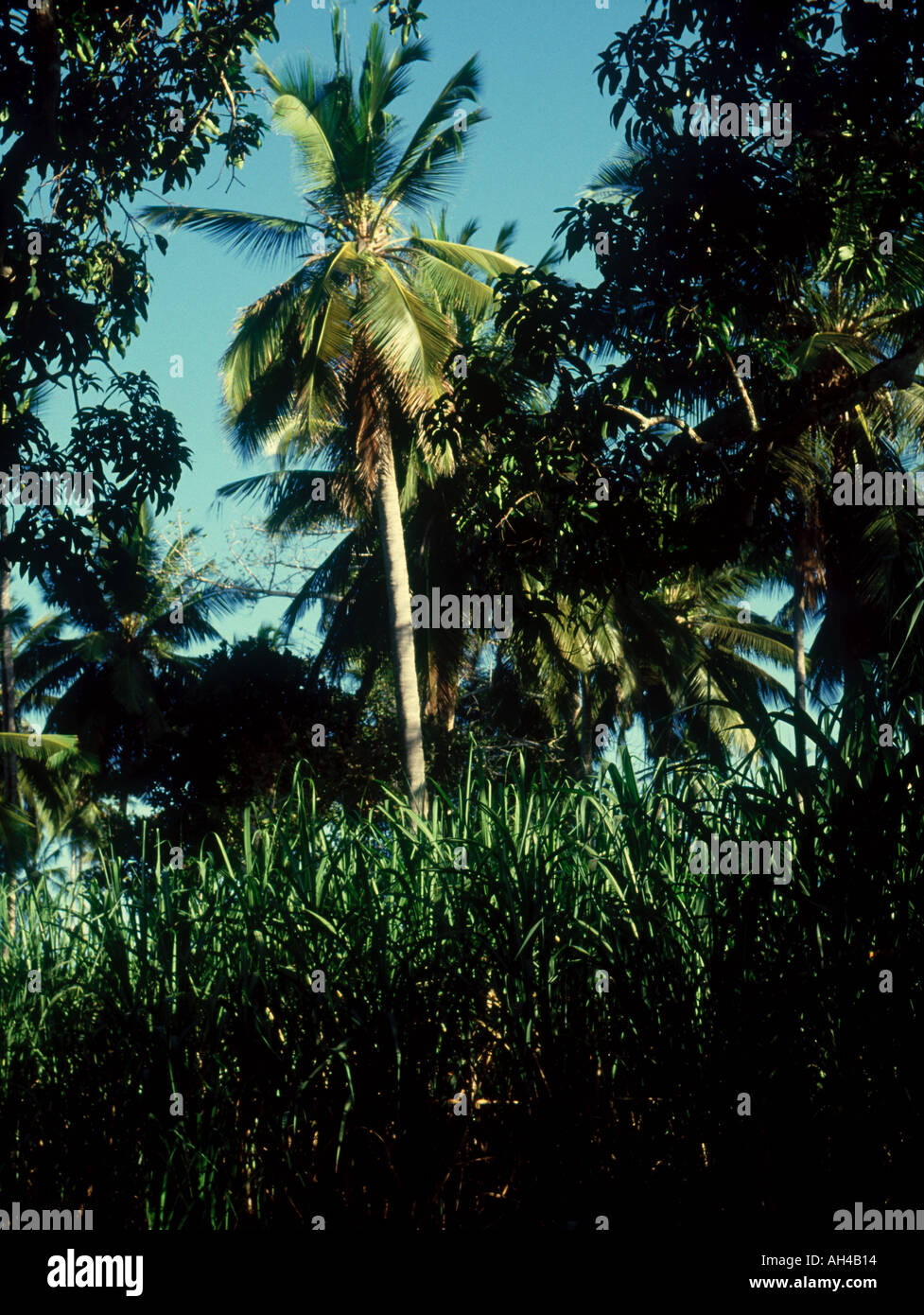COCO PALM SHIMONI ROAD KENYA AFRICA Stock Photo - Alamy