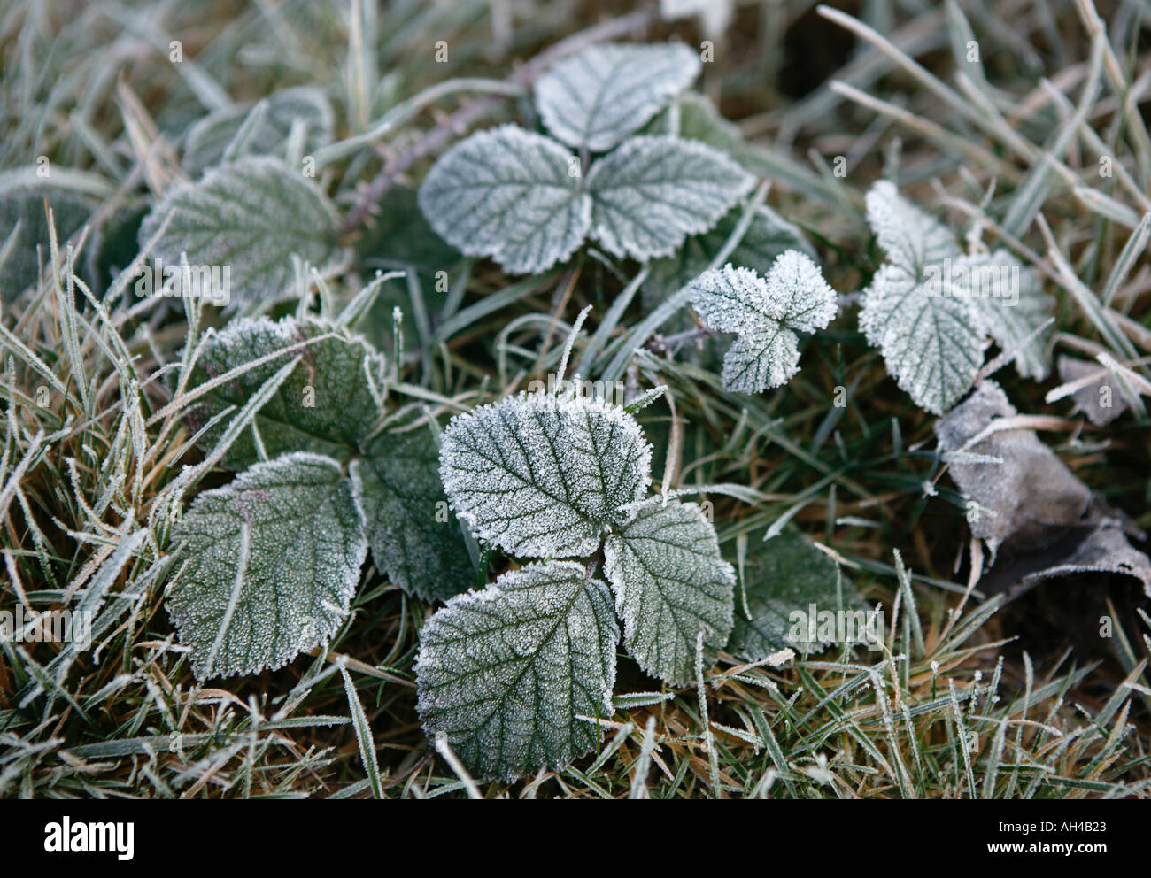 On brambles hi-res stock photography and images - Alamy
