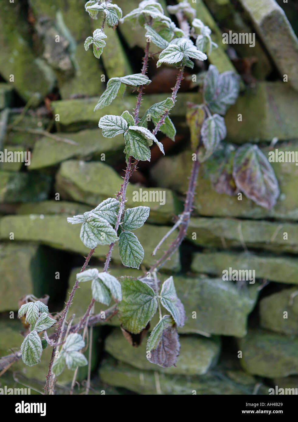 On brambles hi-res stock photography and images - Alamy