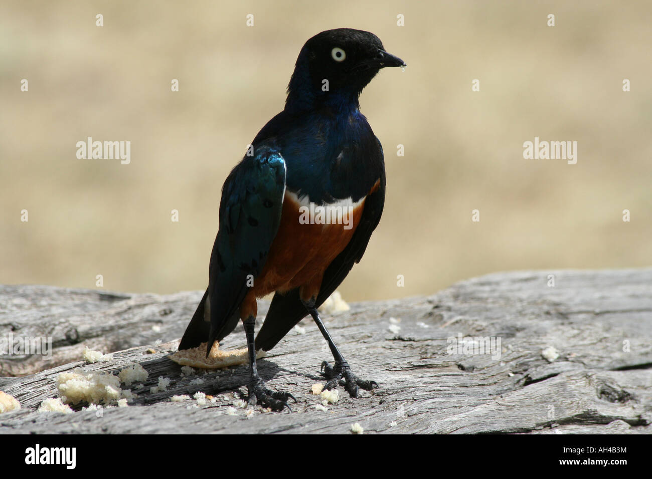 bird in the masai mara game reserve kenya Stock Photo - Alamy