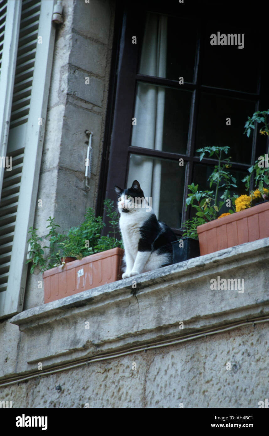 Cat in window in Paris Stock Photo - Alamy