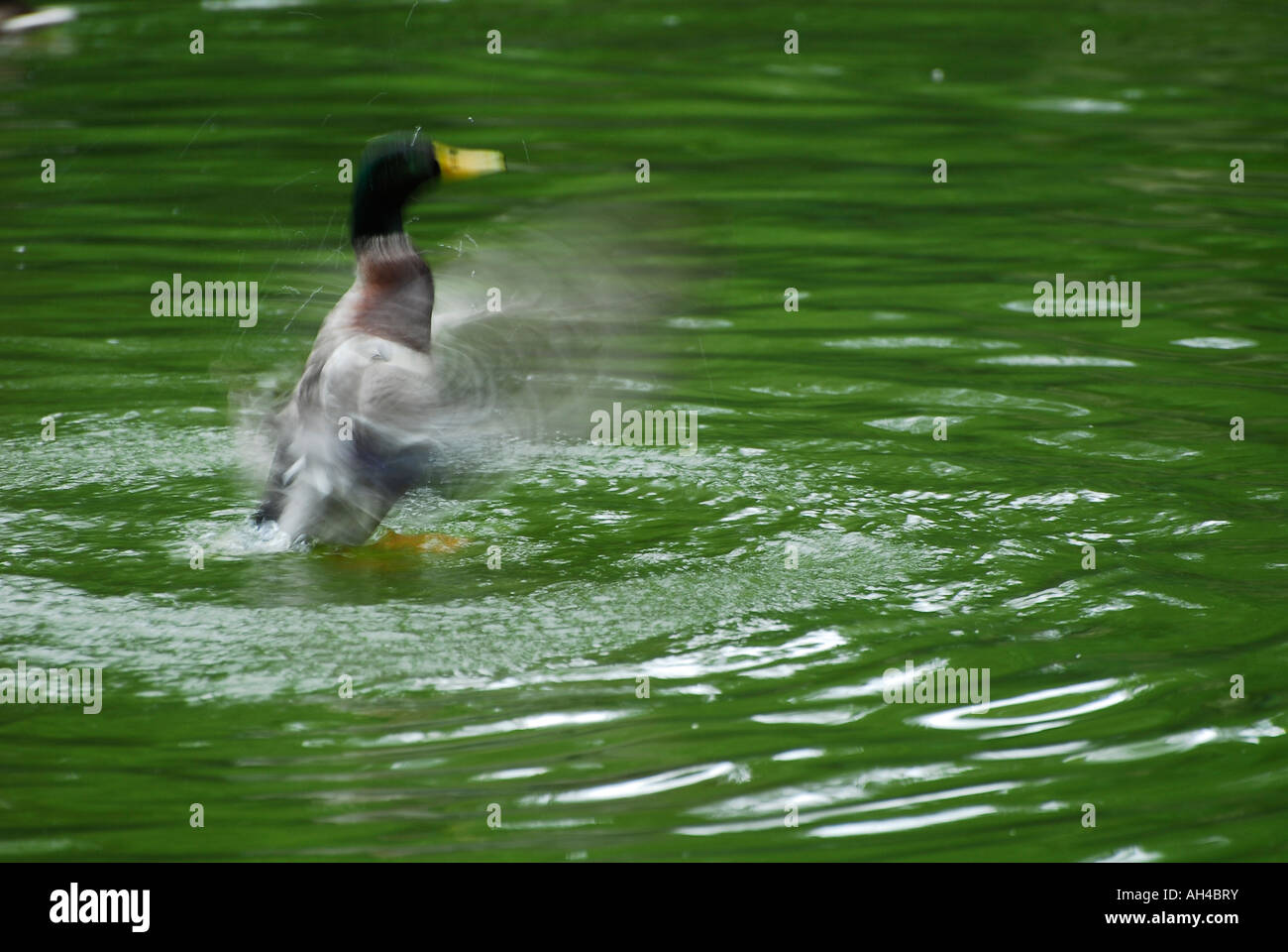 Running bird hi-res stock photography and images - Alamy
