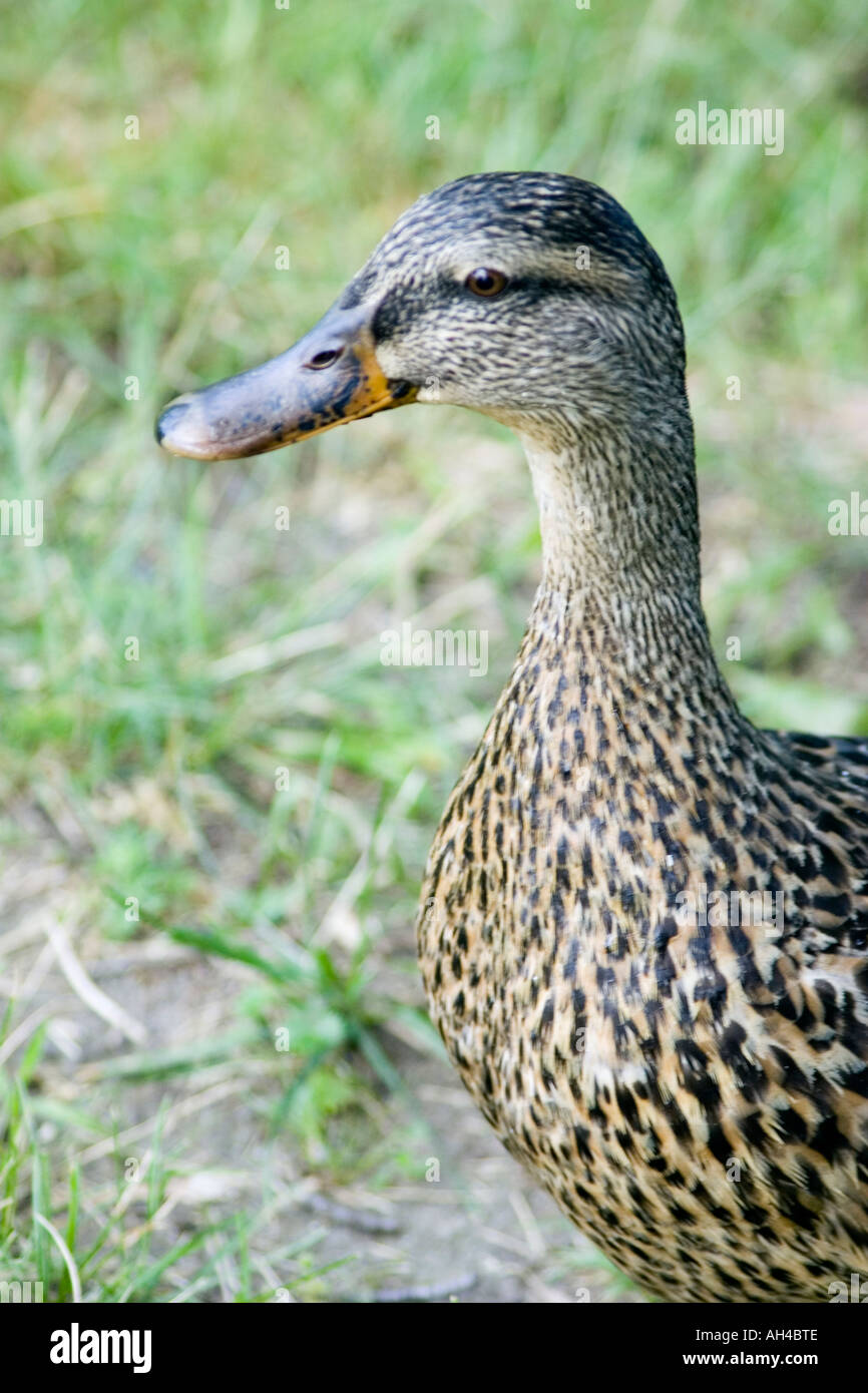 Young duckling portrait Stock Photo - Alamy