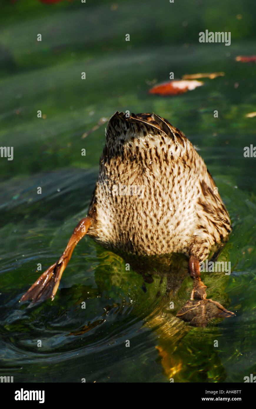 Fliping the bird hi-res stock photography and images - Alamy