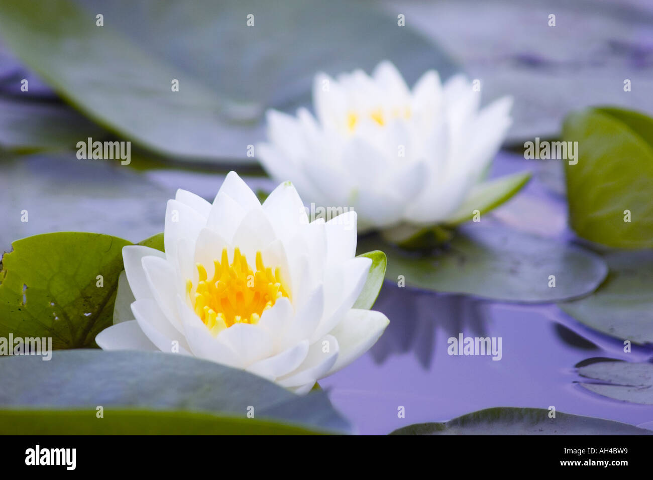 Lilyecology hi-res stock photography and images - Alamy