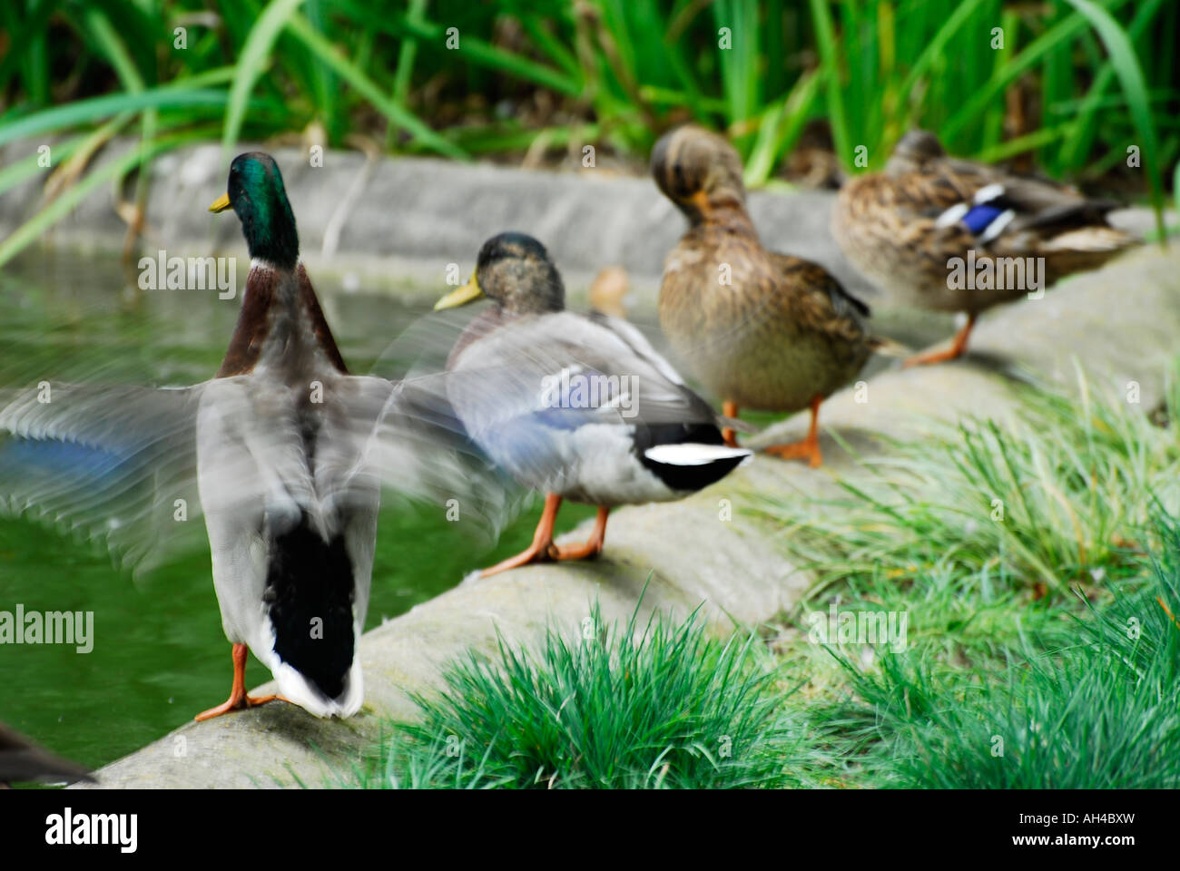a group of duck in action Stock Photo - Alamy