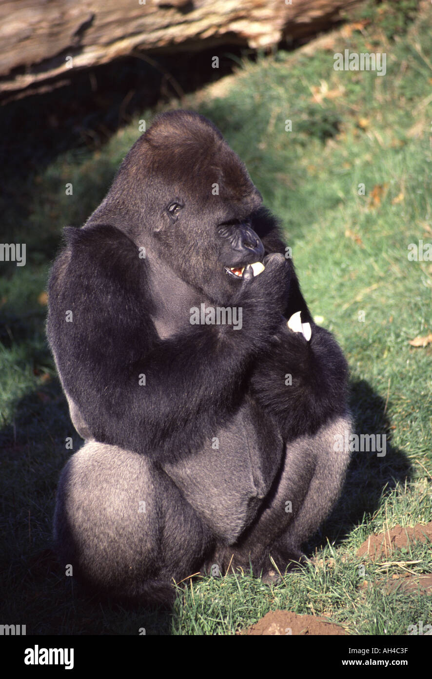 Gerald the gorilla hi-res stock photography and images - Alamy