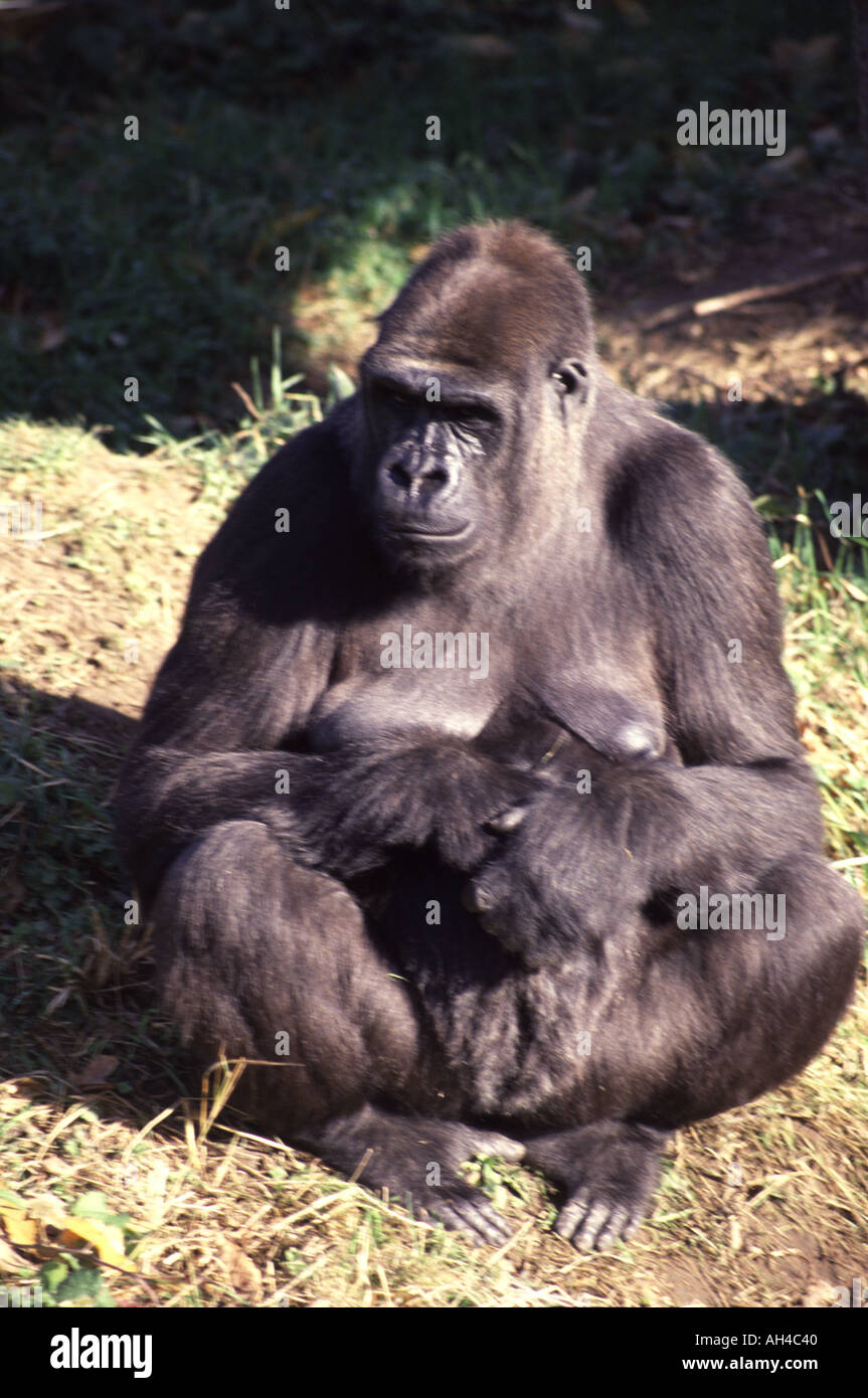 Female lowland gorilla in captivity Stock Photo - Alamy