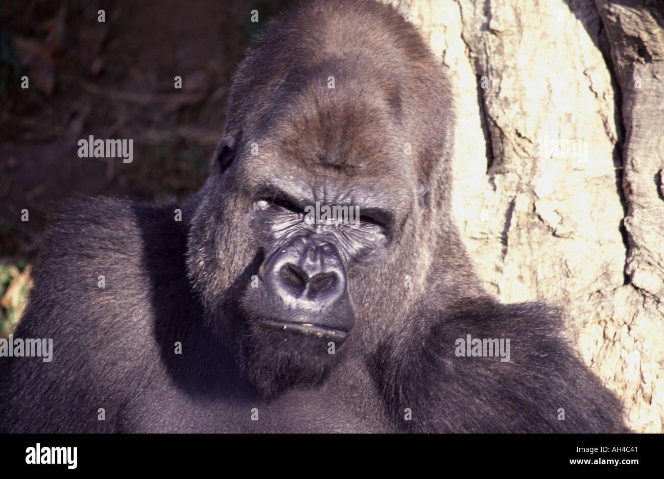 Gerald the gorilla hi-res stock photography and images - Alamy