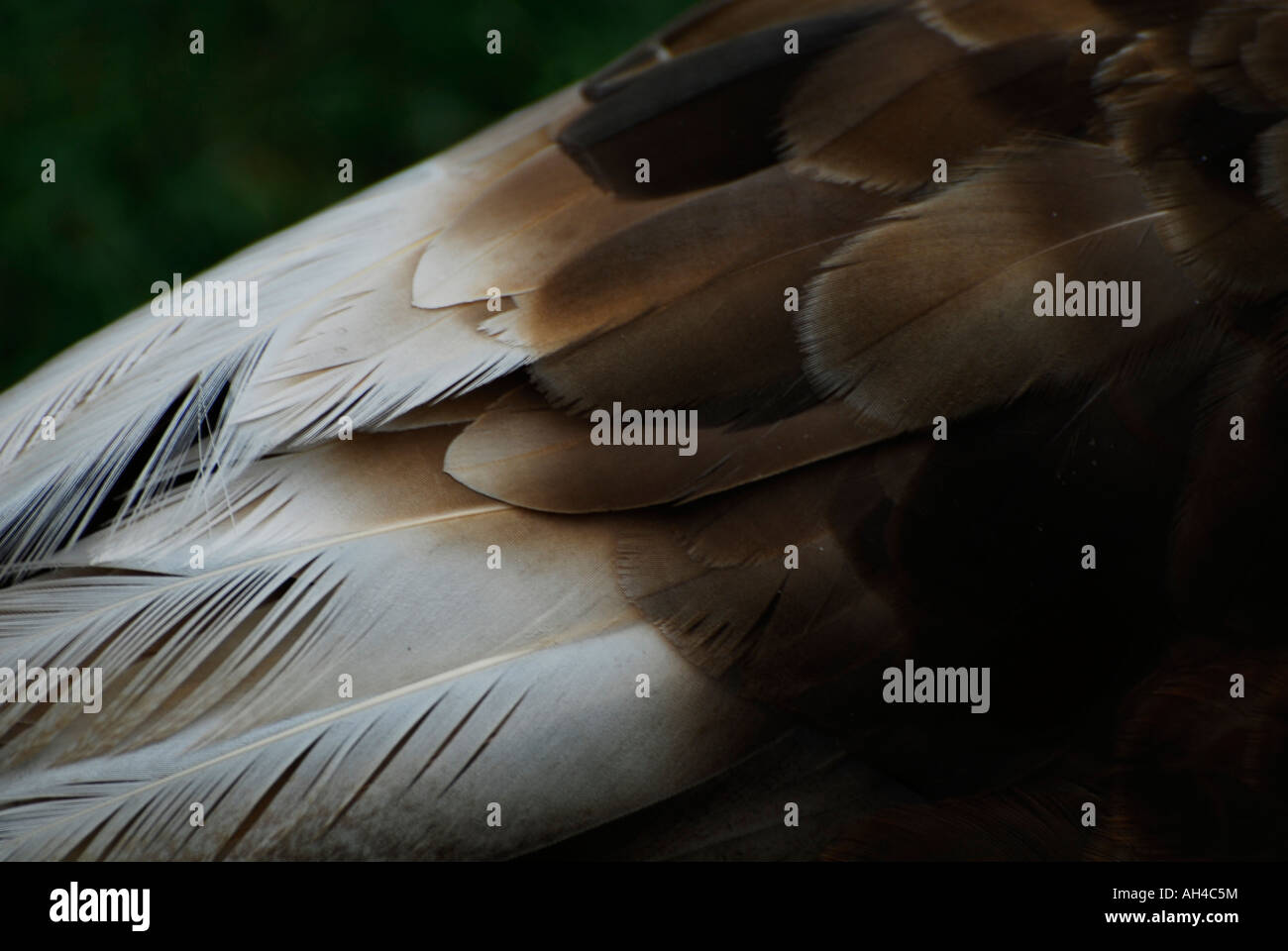 a close-up detail of a bird feather Stock Photo - Alamy