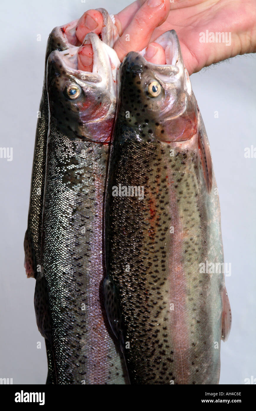English trout fishery hi-res stock photography and images - Alamy