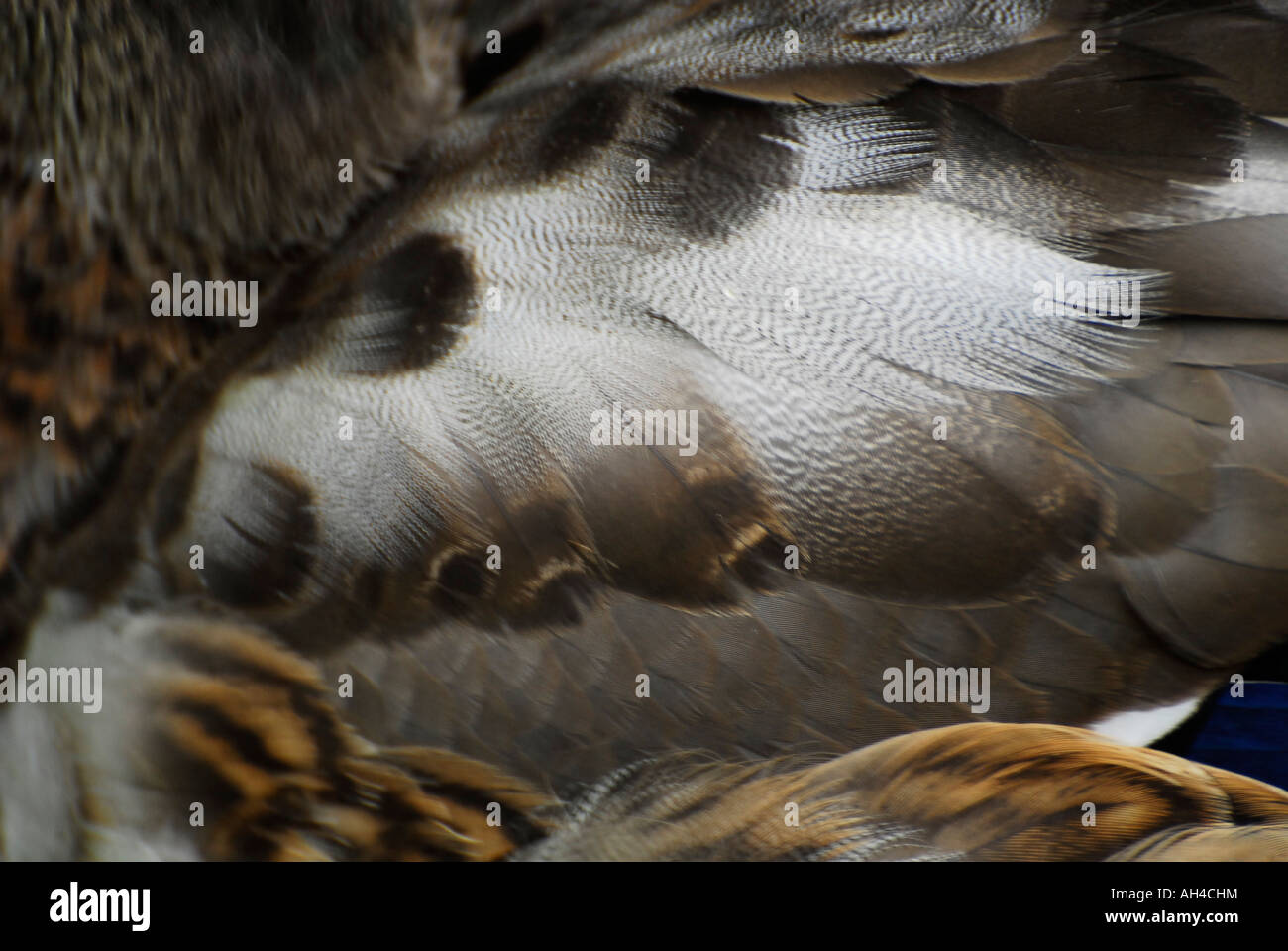 A close-up detail of a bird feather Stock Photo - Alamy