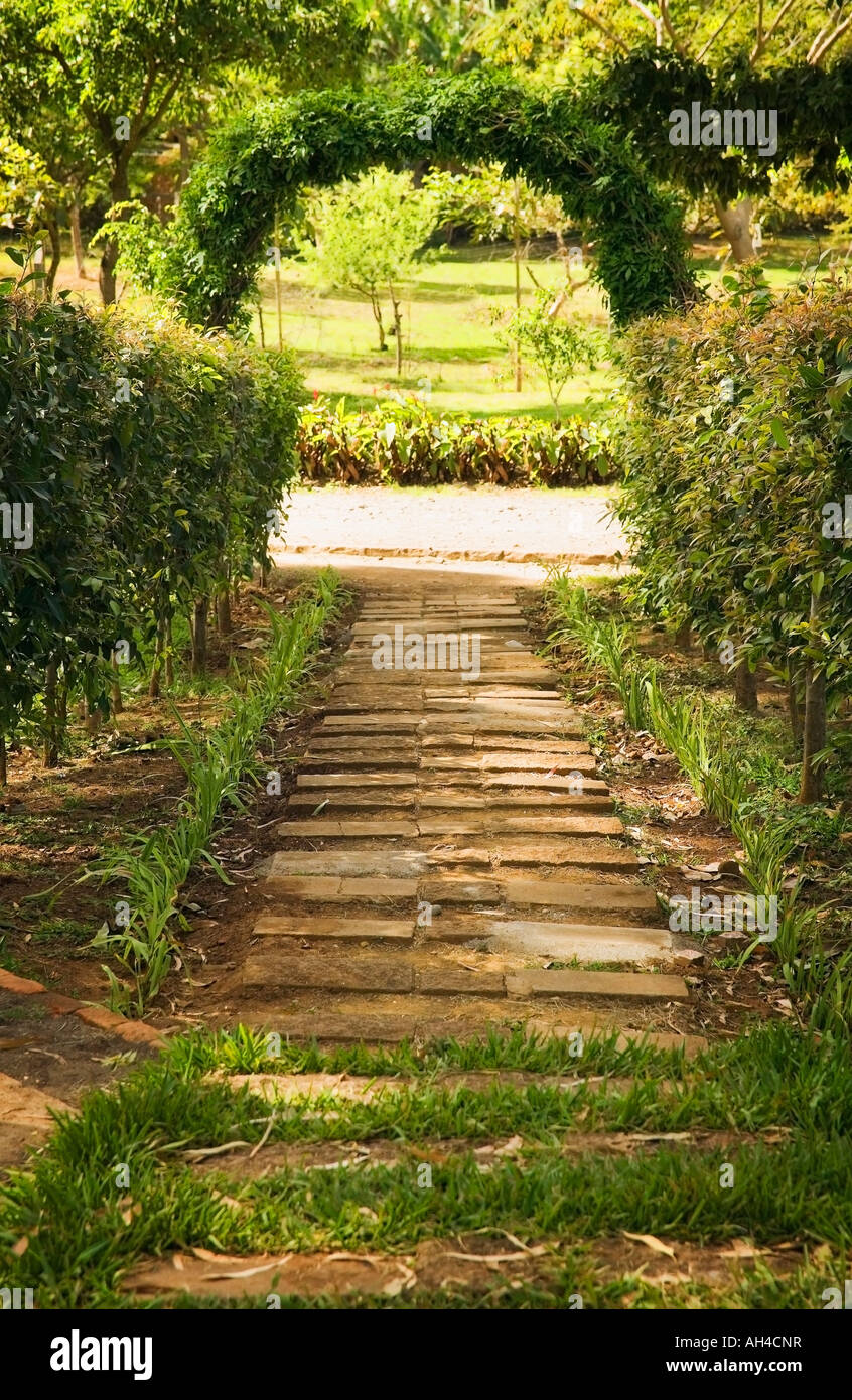 Wooden path between shrubs Stock Photo - Alamy