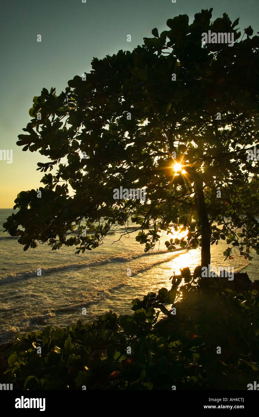 The sun shining through a large tree and down upon water Stock Photo ...