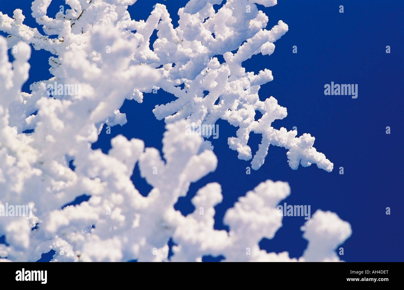 Hoar Frost on branches against blue sky Stock Photo - Alamy