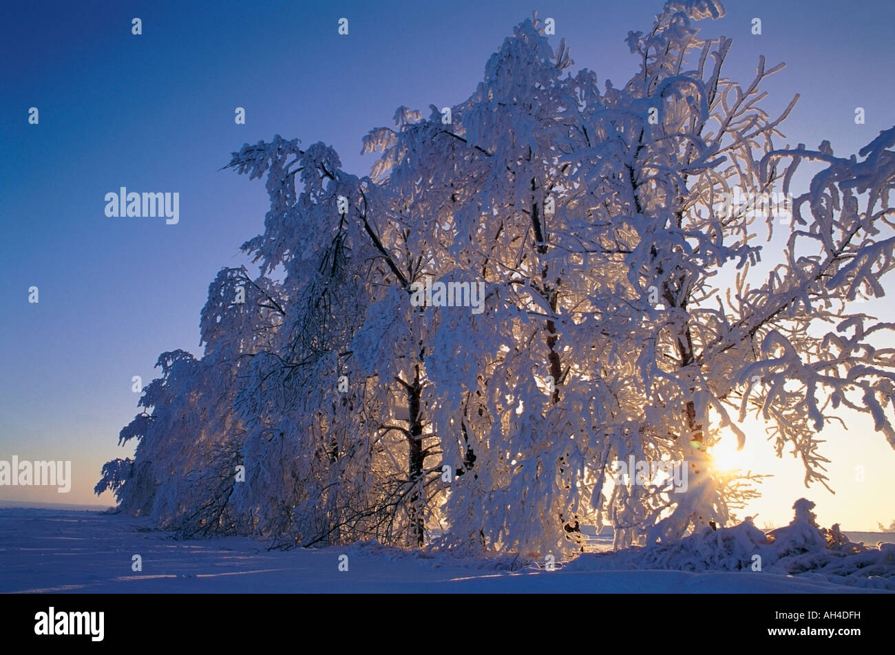 Tree line with hoar frost Stock Photo - Alamy
