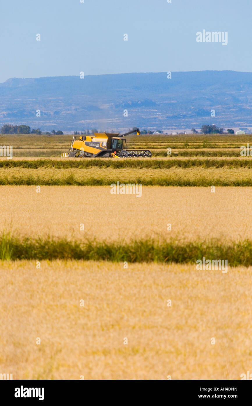 Harvesting rice united states hi-res stock photography and images - Alamy