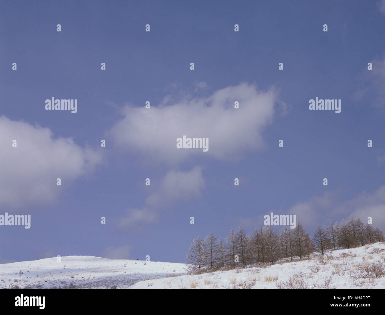 Snow-covered field in Nagano Prefecture, Japan Stock Photo - Alamy
